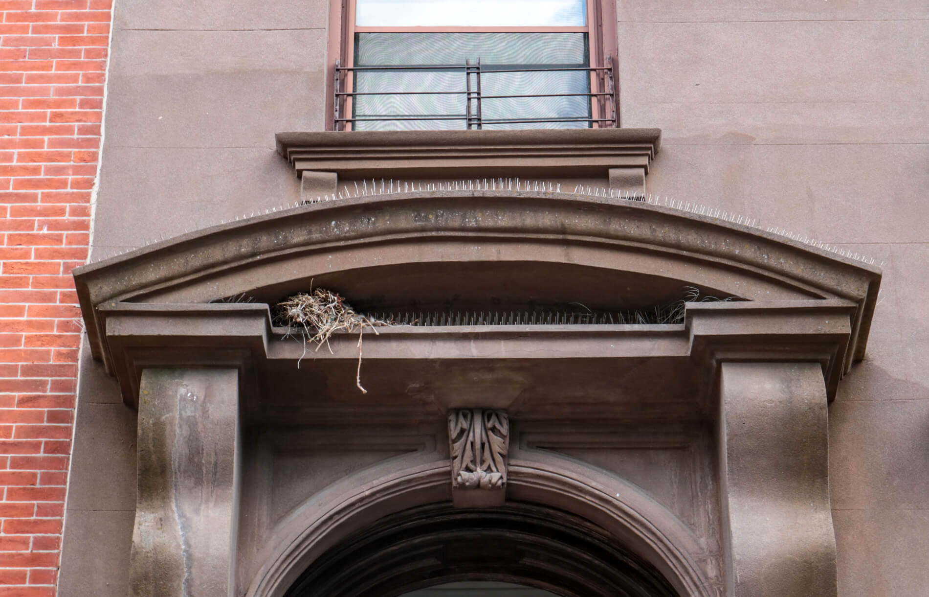 How to Keep Pigeons and Other Birds Off Your Brooklyn Brownstone