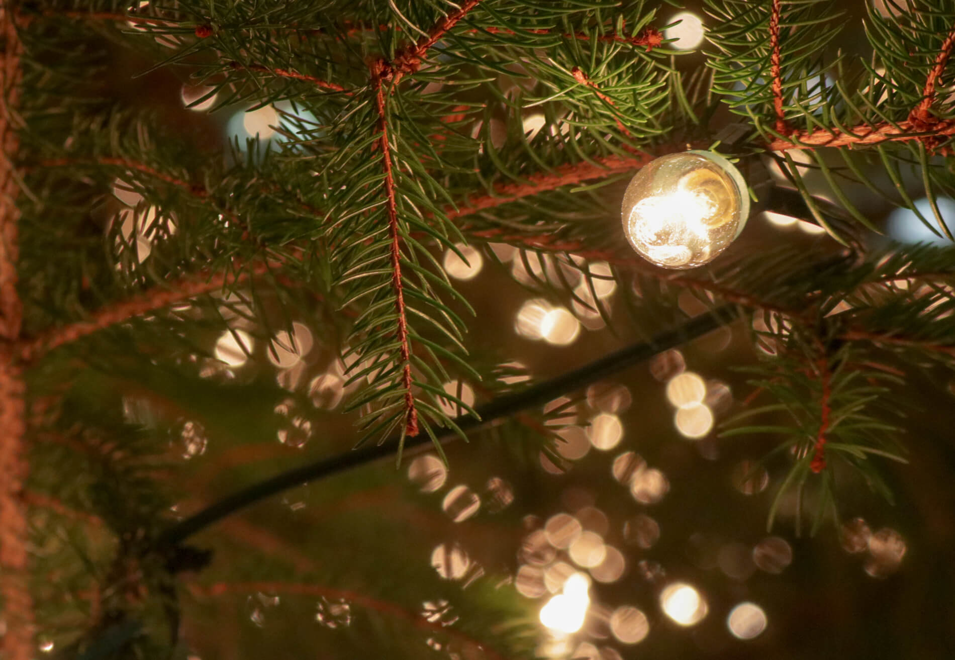 5 Brooklyn Christmas Tree Lightings This Holiday Season