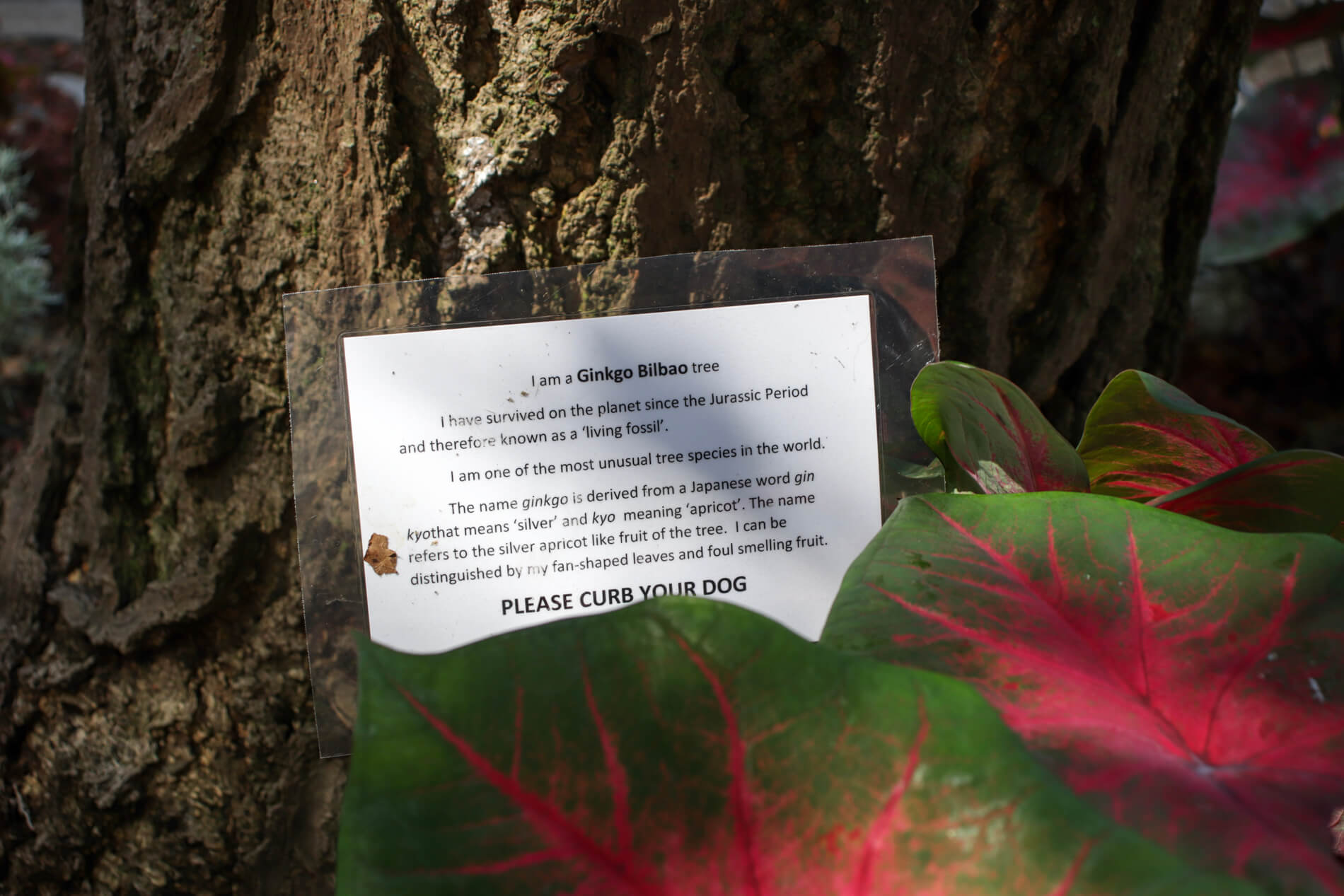 Crown Heights Block on Lincoln Place Wins This Year’s Greenest Block in ...