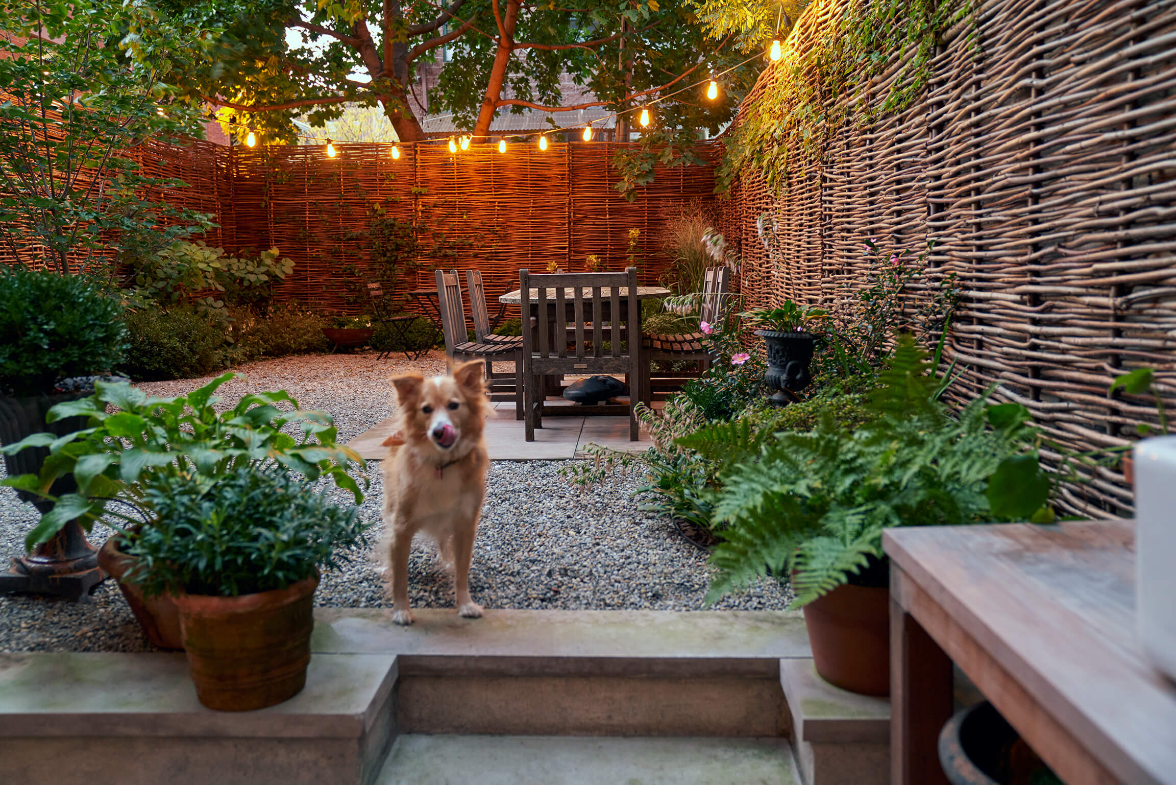 The Outsider: Gravel Expanse, Wattle Fencing Give Bed Stuy Garden a ...